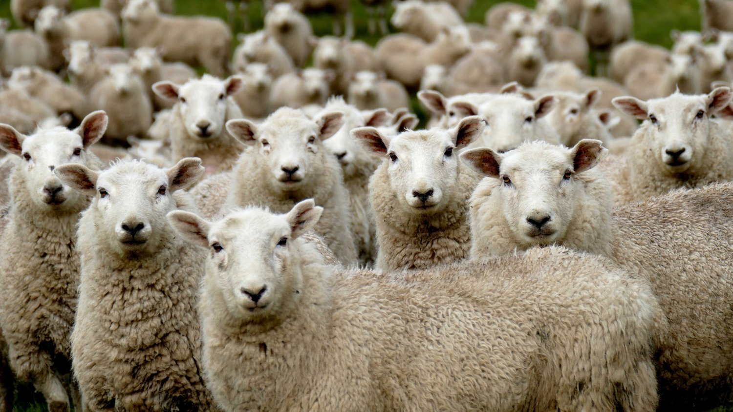 Personal Mattress Guide (Stop Counting Sheeps) – Snowslumber